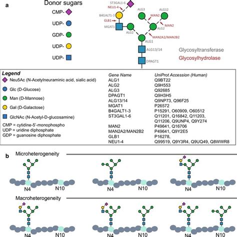 Overview Of Protein N Glycosylation A Glycan Structures Are Generated