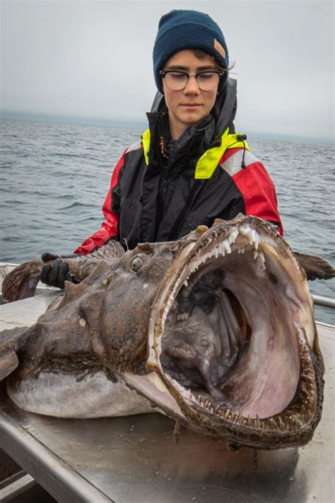 Monkfish Species Spotlight Sea Fishing Holidays Sportquest Holidays