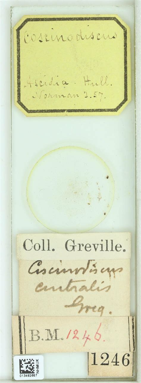 Coscinodiscus Centralis Ehrenberg 1844