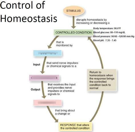 Intro Anatomy And Physiology Diagram Quizlet