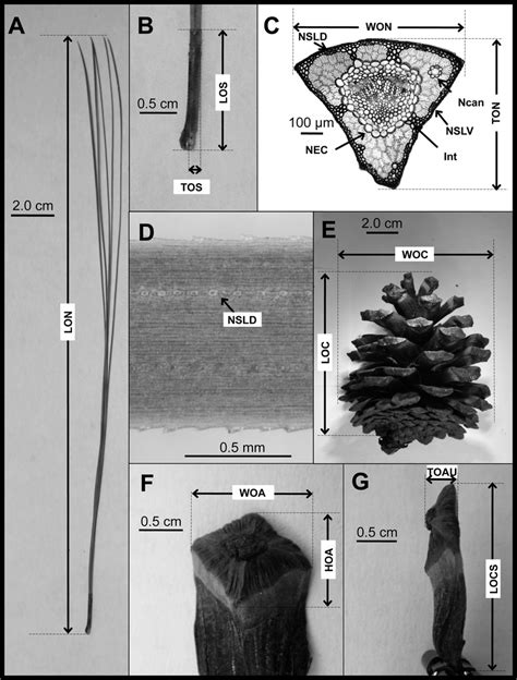 Cone And Leaf Variables A Fascicle B Fascicle Sheath C Cross