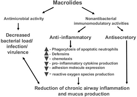 Potential Beneficial Effects Of Macrolides In Copd Patient Download Scientific Diagram