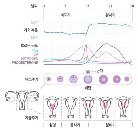 생리주기 섹스 사랑 가족 가족 육아에 대한 지식