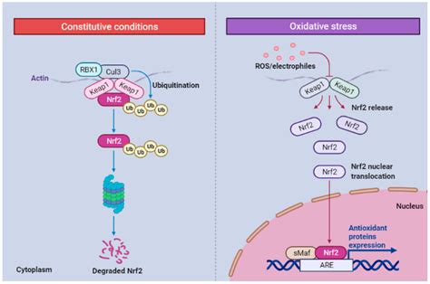 Molecules Free Full Text Nrf2 Regulation By Curcumin Molecular