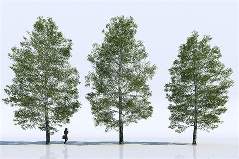 Free 3d Models Trees Viz People