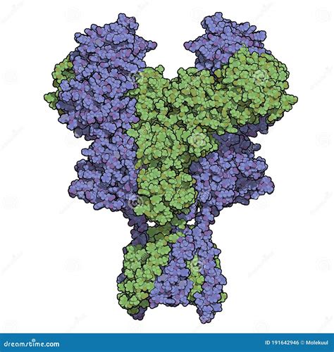 Nmda Receptor Ionotropic Glutamate Receptor Structure Of The Human