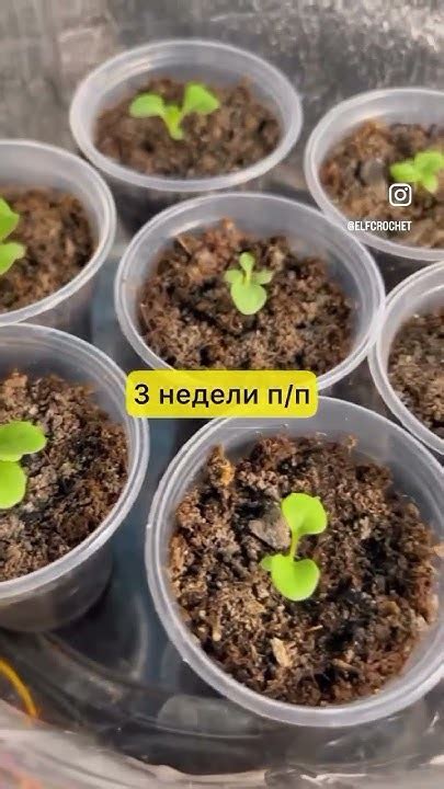 Петунии от посева до цветения #shorts #петуния #рассада #петунияизсемян ...