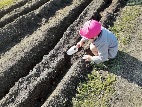 花壇づくりボランティアチューリップ球根植え付け体験 淀川河川公園