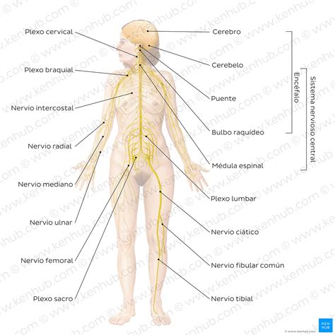 Neurofisiología Función Y Estructura Del Sn Kenhub