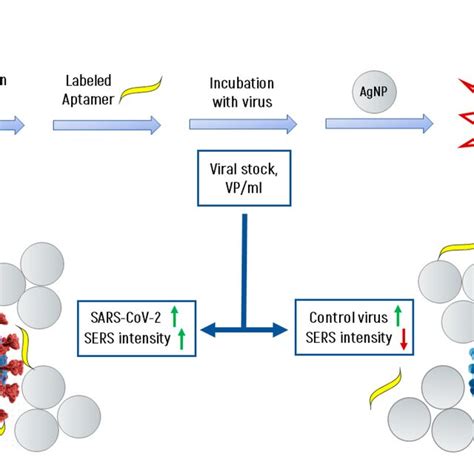 The Scheme Of The Experiment And The Formation Of The Sers Signal