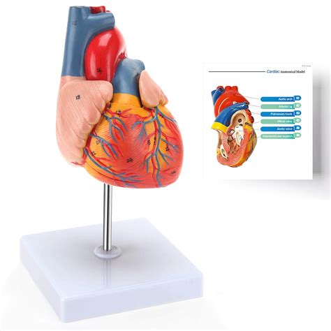 Buy RONTEN Human Heart Model 2 Part Life Size Anatomically Accurate