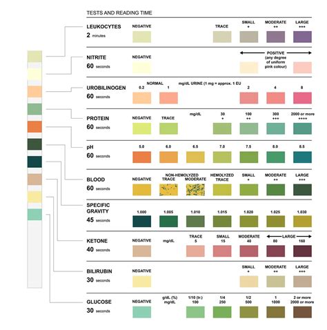 Urinalysis Result Interpretation Chart Pdf At Donald Weekes Blog