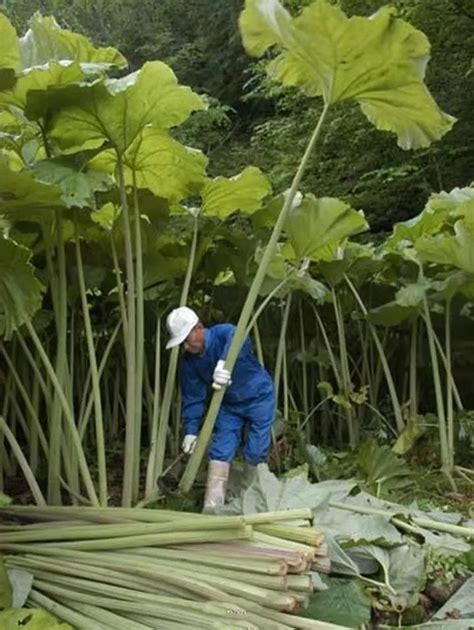 款冬你可能没听过但大名鼎鼎的蜜炼川贝枇杷膏你一定不陌生 知乎