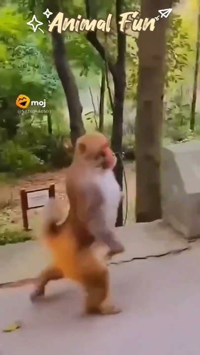Shorts Monkeyshorts Animalfun Monkeyjoks Youtube