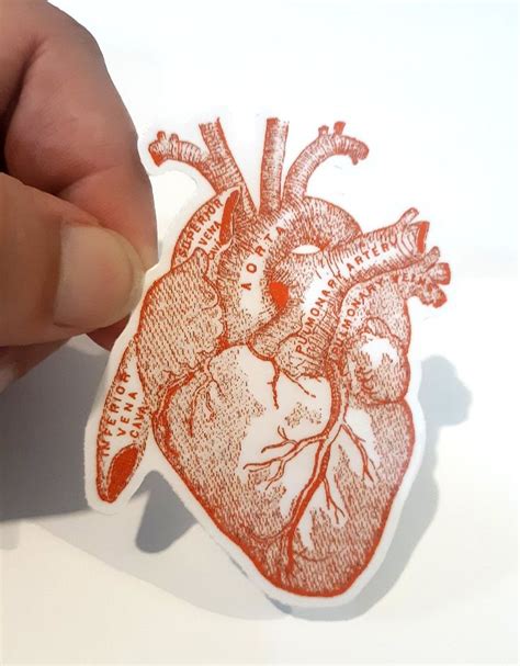 Anatomy Sticker Pack Glossy Vinyl Decal Human Anatomy Etsy Vinyl