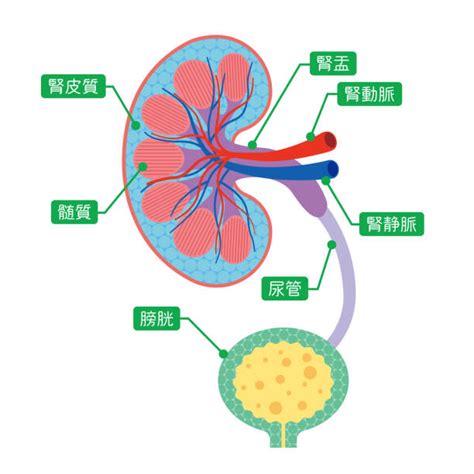 Renal Artery Diagram