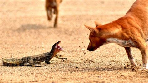 Lizard Venom Poisoning In Dogs Symptoms Causes And Treatments Dogtime