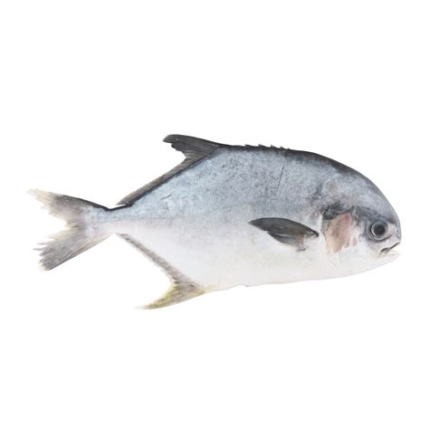 Silver Pomfret Small Sea To C Seafood