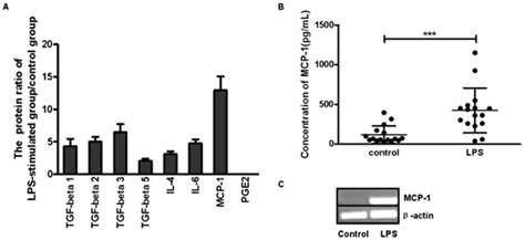 A Dscs Were Incubated For 12 Hours With Or Without Lps 1 µgml