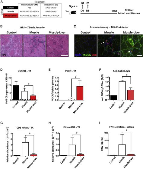 Role Of Regulatory T Cell And Effector T Cell Exhaustion In Liver