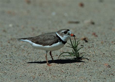 Species Images Threatened And Endangered Species Threatened And