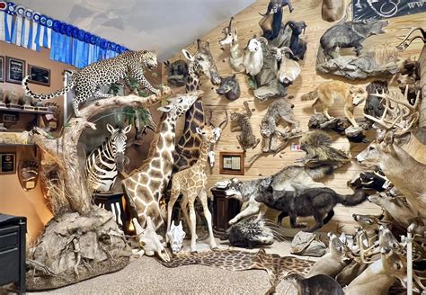 How Do I Get A Mckenzie Mckenzie Taxidermy Supply Facebook