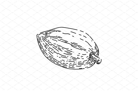 Cocoa Bean Sketch Hand Drawn Vector Vector Graphics ~ Creative Market Cocoa Bean Sketch Hand Drawn Vector Vector Graphics ~ Creative Market