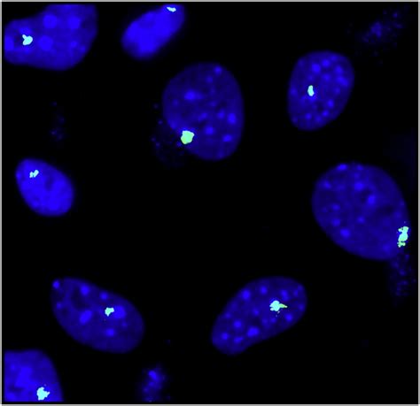 Linking Long Noncoding RNAs To Function Cell