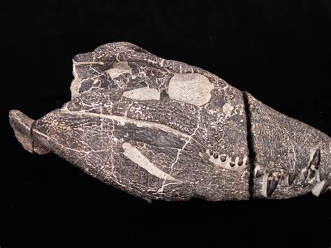 Ankylosaurus Magniventris Skeleton