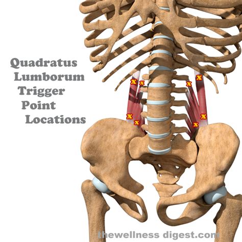 Quadratus Lumborum Trigger Points Overview Self Treatment