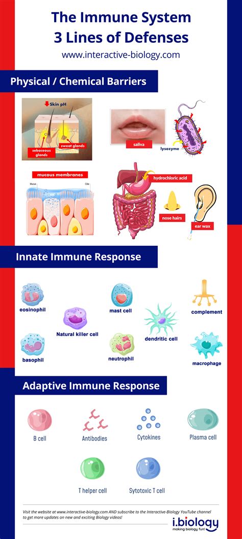 An Introduction To The Immune System Interactive Biology With Leslie