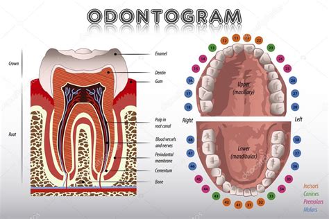 Odontograma Diagrama Dos Dentes Vetor De Stock De ©pablofdezr1984 74420111