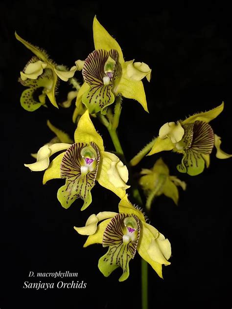 Dendrobium Macrophyllum