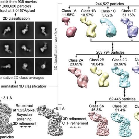 Typical Workflow Of Cryo Em Data Processing See Also Ahn Et Al Ahn Et
