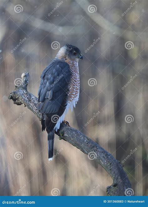 Adult Cooper S Hawk Perched On A Big Branch On A Wintry Day 4