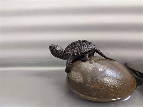 Common Snapping Turtle Hatchling