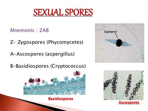 Mycology