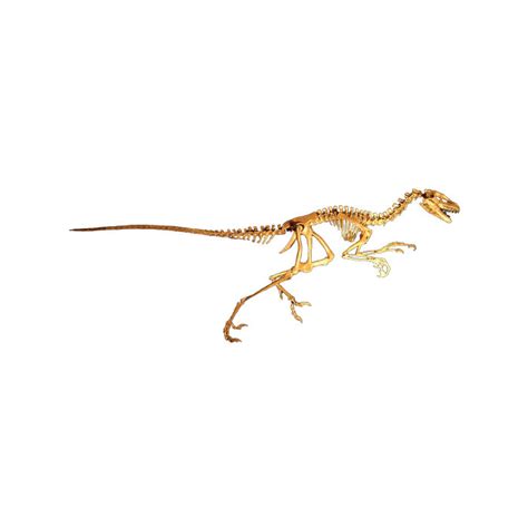 Dromaeosaurus Albertensis — Triebold Paleontology Inc