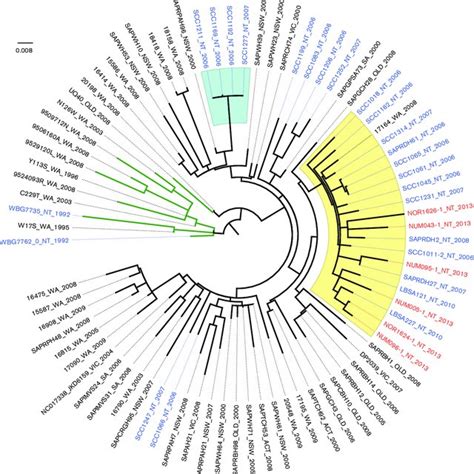 Midpoint Rooted Maximum Likelihood Phylogenetic Tree Of St93 Mrsa