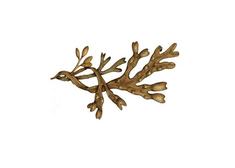 Microzest Fucus Socri