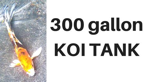 Koi In 300 Gallon Stock Tank Pond Butterfly Koi YouTube