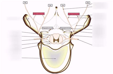 Back Neurology Diagram Quizlet