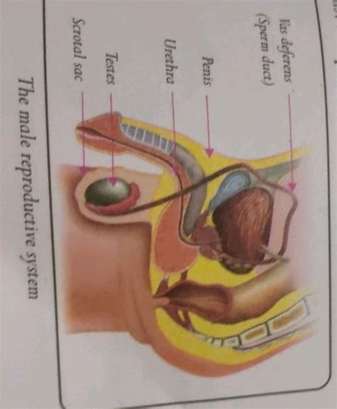 Vas Deferenssperm Ductpenisurethratestesscrotal Sacthe Male Repro