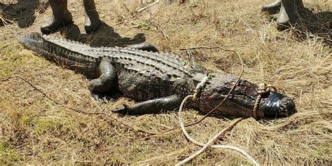 Alligator Bite Wounds