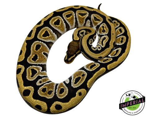 Cypress Yellowbelly Ball Python For Sale Imperial Reptiles Imperial