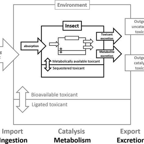 conceptual model of the nested processes of transport storage and