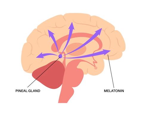 Pineal Gland Anatomy Royalty Free Vector Image