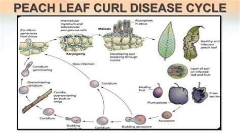 Disease Cycle In Plant Diseases PDF Infectious Diseases Diseases And Conditions