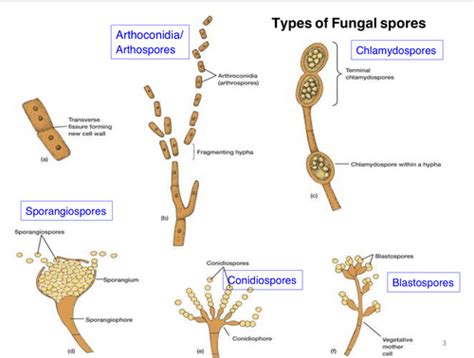 Fungi Flashcards Quizlet