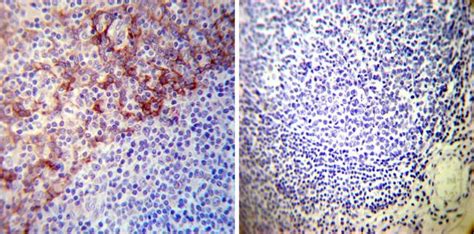 Atp1a1 Antibody Monoclonal M8 P1 A3